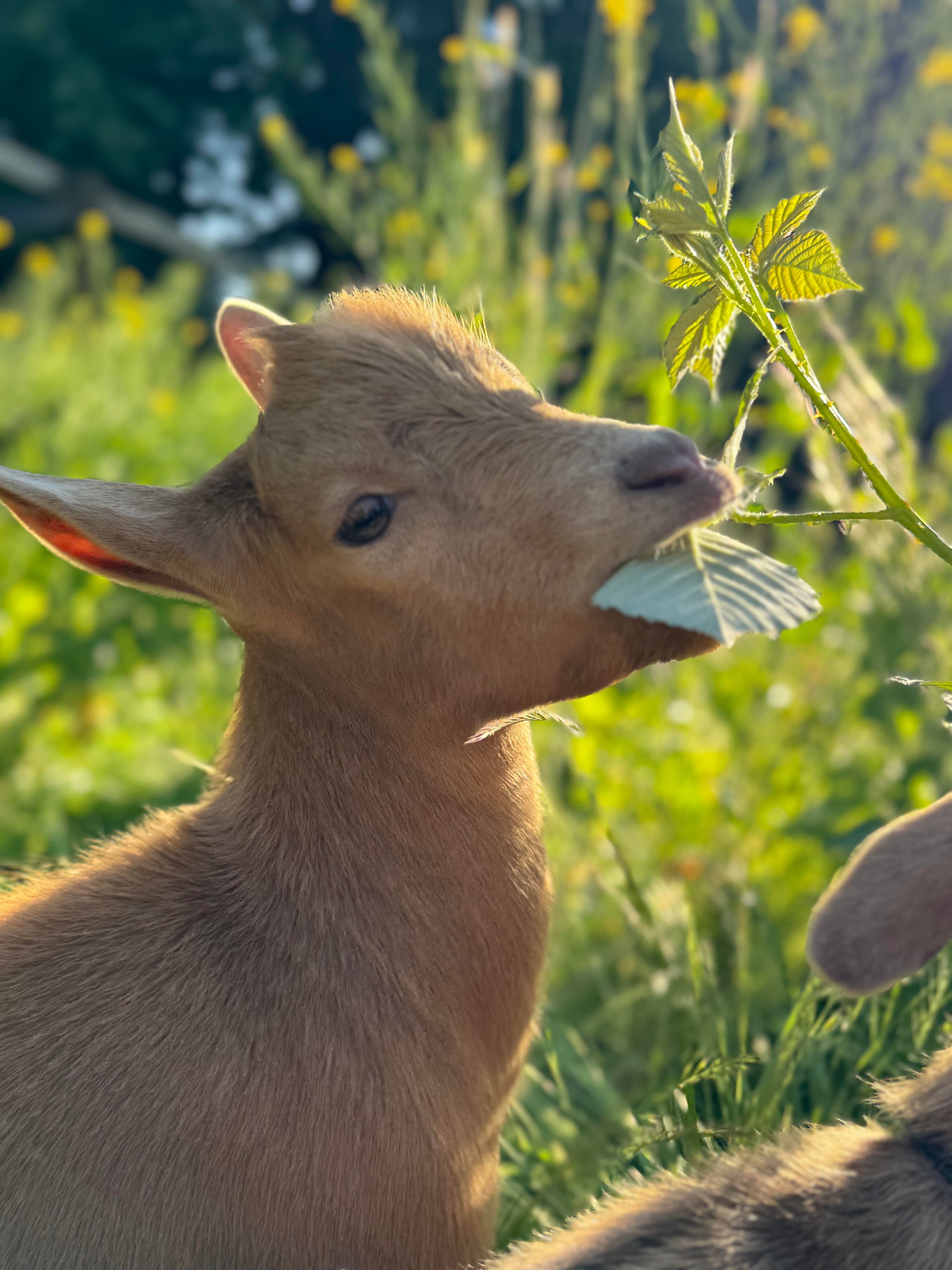 Nigerian Dwarf Bucks – worldsendhomestead